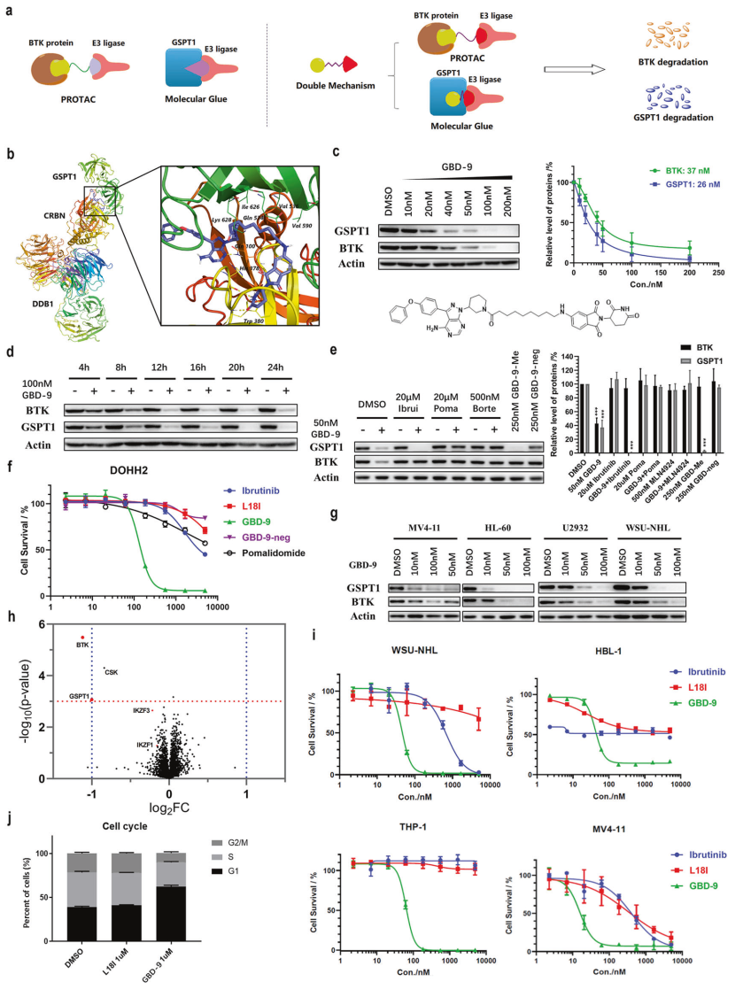 融合PROTAC和分子胶，同时降解BTK和GSPT1蛋白 - 知乎