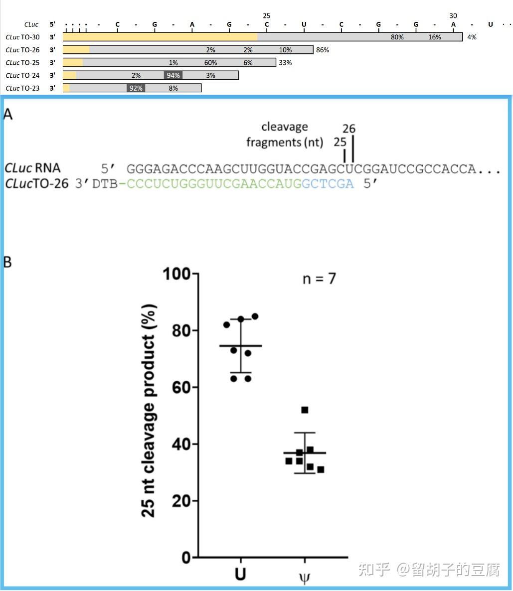 综述|mRNA加帽率测定方法研究进展 - 知乎
