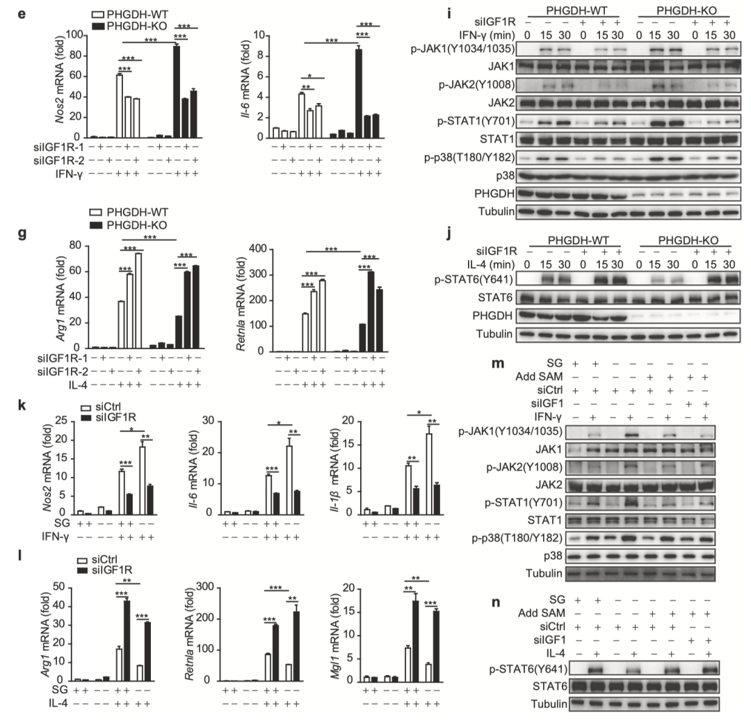 Nature子刊CMI丨丝氨酸代谢对巨噬细胞极化的调控作用 - 知乎