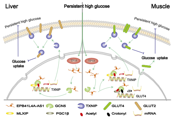 CTM | 清华大学深圳国际研究生院张雅鸥教授团队巴豆酰化/乙酰化修饰研究揭示Ⅱ型糖尿病抑制新靶点 - 知乎