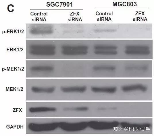 2022如何有效发表医学SCI及综述（超全干货及攻略，附带WB实验、PCR、Co-IP实验等40+实验Protocol） - 知乎