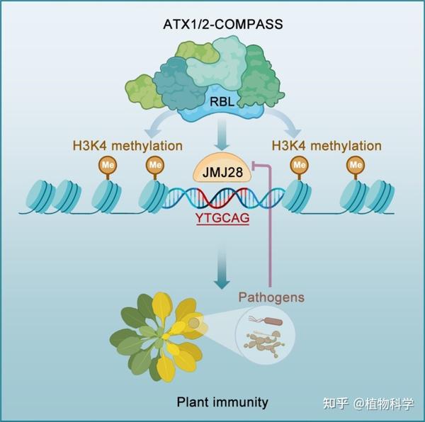 Cell Reports | 中国科学院分子植物科学卓越创新中心段成国研究组揭示植物H3K4甲基化位点特异的催化机制及对植物免疫的调控 - 知乎