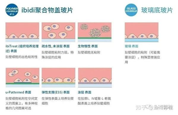 ibidi满足您各种细胞培养/成像需求：多种专有表面可供您选择 - 知乎