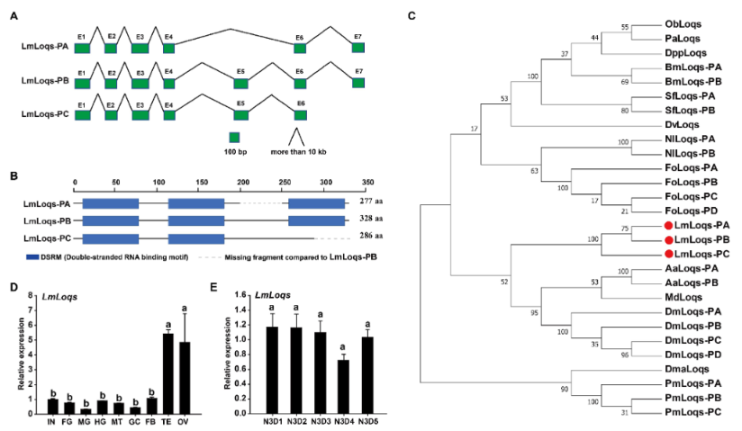 每日科研进展 l 2023.06.30 l Loquacious三种可变剪接变体在飞蝗小RNA介导的RNAi途径中发挥不同作用 - 知乎