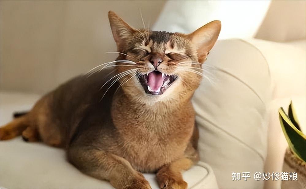 猫真的能听得懂人话吗?真相来了! 知乎