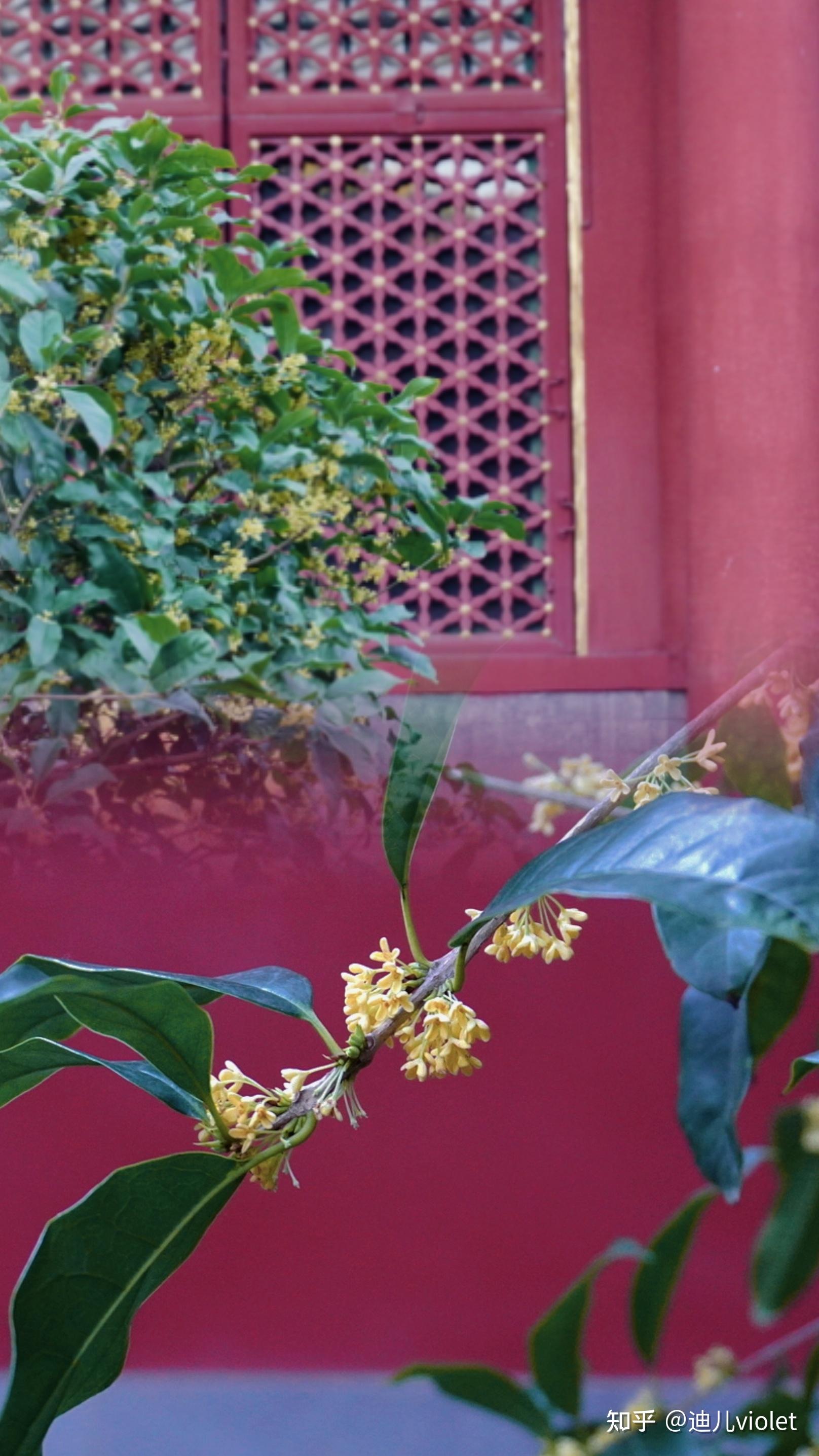 为什么苏州的市花是桂花？ - 知乎