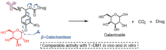 13-曜享干货 | 连接子（Linker）——mAb到ADC之路的关键 - 知乎