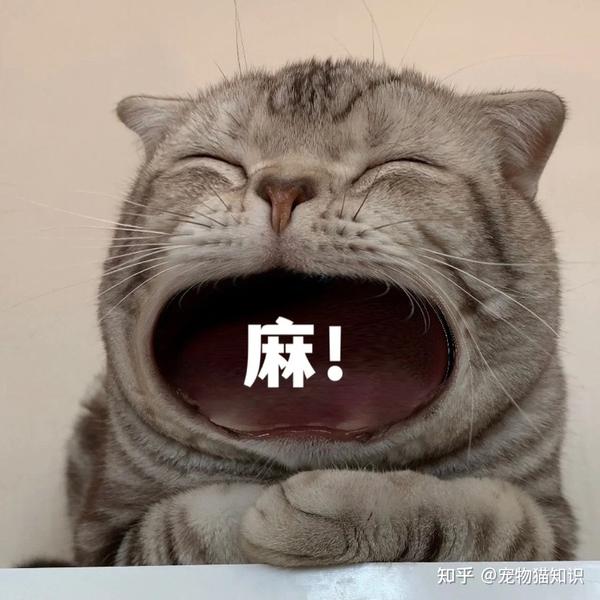 猫猫表情包一大堆，连夜吐血整理，拿走拿走别客气 - 知乎