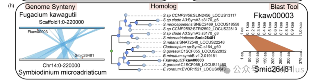 DinoSource发布！首个高精度甲藻基因组资源数据库，赋能藻类植物基因功能研究！｜PBJ - 知乎