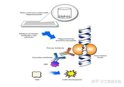 Biomatik Pax-8 DNA结合ELISA试剂盒参数及测定原理 - 知乎