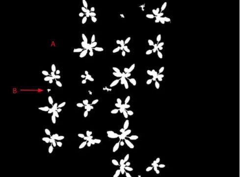 简化具有多个对象的 PlantCV 工作流程 - 知乎