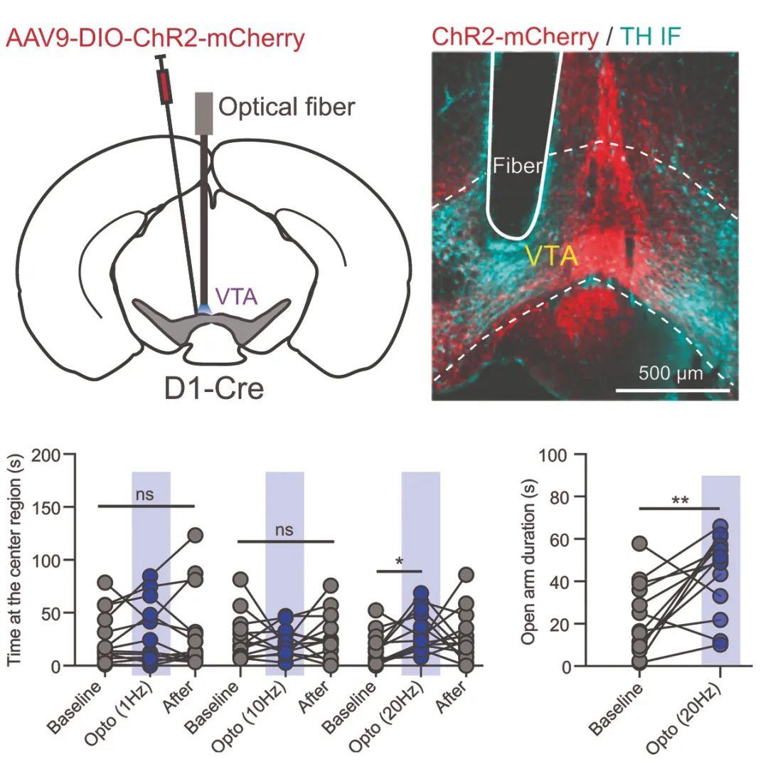 IF=13.44【客户文章】Mol Psychiatry：复旦大学肖雷团队揭示VTA D1神经元对焦虑样行为的调控作用和环路机制 - 知乎