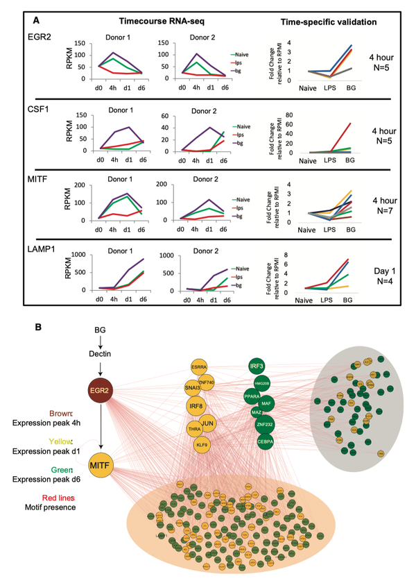 Cell丨β-葡聚糖逆转了LPS诱导的免疫耐受的表观遗传状态 - 知乎