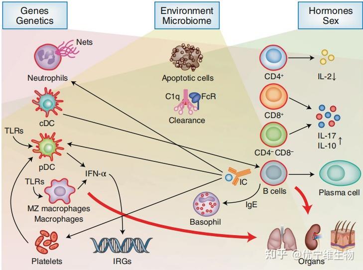 【优方案】SLE（系统性红斑狼疮）: Total Solution All in One - 知乎