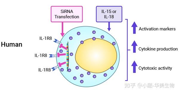 SIGIRR：一个新的信号受体TIR超家族成员，机体炎症、免疫反应的“刹车”分子！ - 知乎