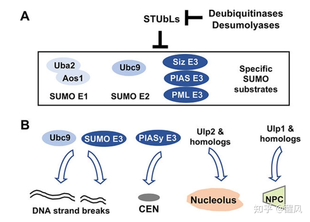 sumo介导的核功能和信号传导过程的调节 - 知乎