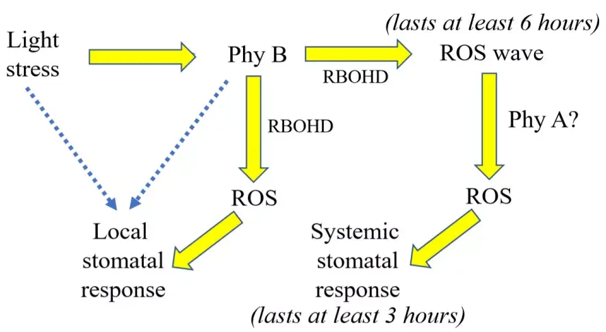 Plant Physiol | 光敏色素PhyB在植物光胁迫响应中的作用机制 - 知乎