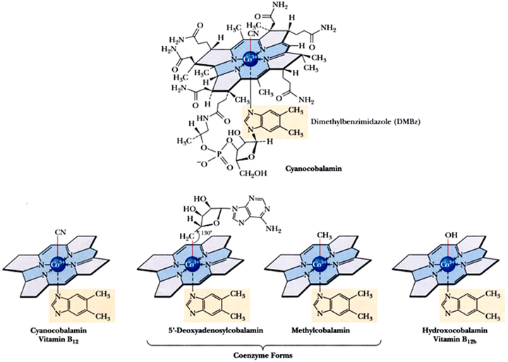钴胺素(维生素B12)的结构、生化功能与相关疾病 - 知乎