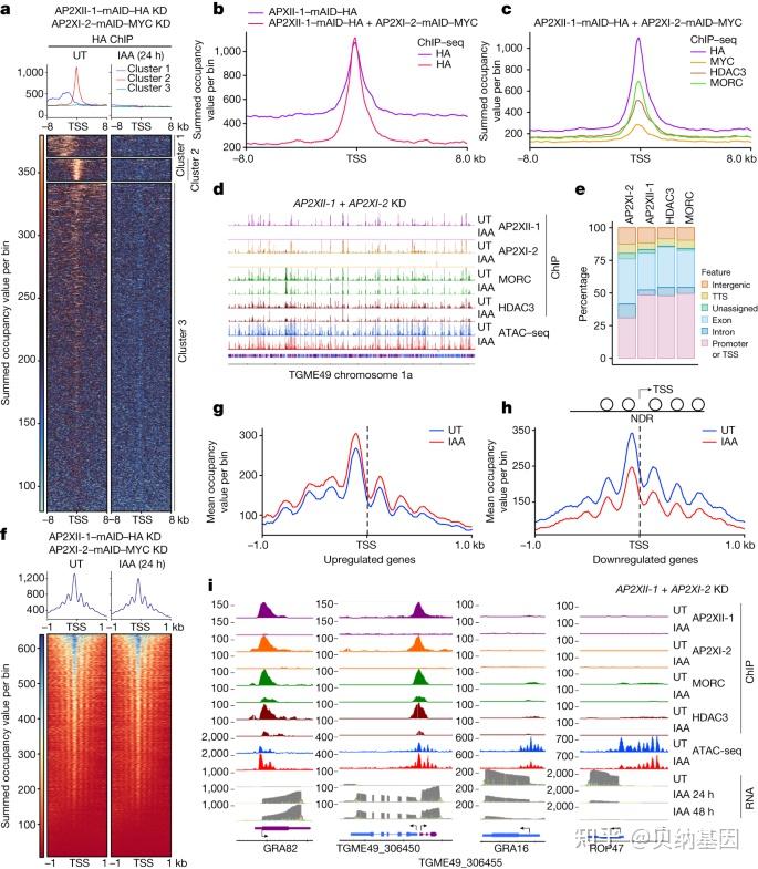 Nature解读｜RNA-seq、ChIP-seq、ATAC-seq和蛋白质组揭示弓形虫性前期体外培养的机制 - 知乎
