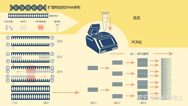 如何区分 RT-PCR、qPCR、Real-time PCR、Real-time RT-PCR ？ - 知乎