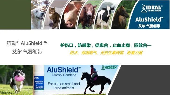 【纽勤干货】猪场伤口护理的新选择 ——纽勤Alushield艾尔 伤口气雾绷带 - 知乎