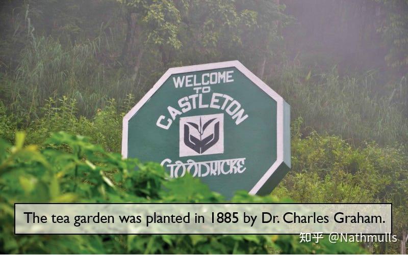 凯瑟顿庄园(Castleton Tea Estate) - 知乎