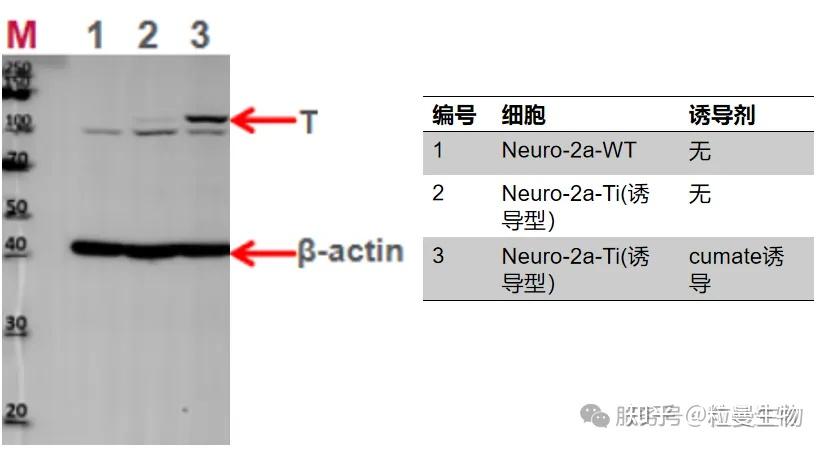 踵事增华 | Cumate诱导过表达技术，蛋白表达调控又添“新利器”【收藏】 - 知乎