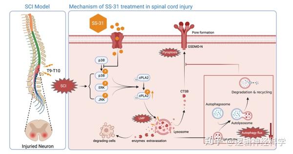 J Neuroinflammation︱周凯亮/倪文飞团队揭示线粒体靶向抗氧化肽治疗脊髓损伤的新机制 - 知乎