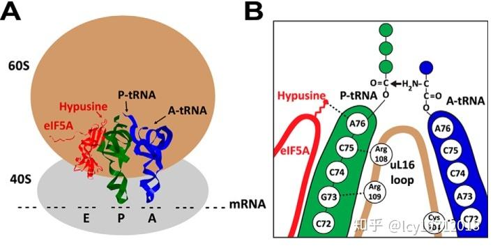 氨基酸衍生物代谢（二） - 知乎