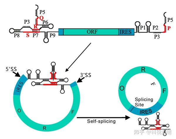 Clean-PIE超越ORNA：科锐迈德公开环状RNA成环框架底层技术 - 知乎
