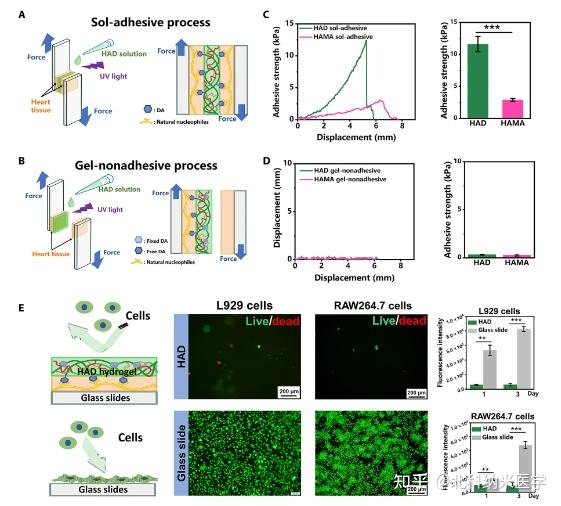 《Sci. Adv.》：可注射光固化Janus水凝胶递送外泌体用于减少心脏手术后粘连 - 知乎