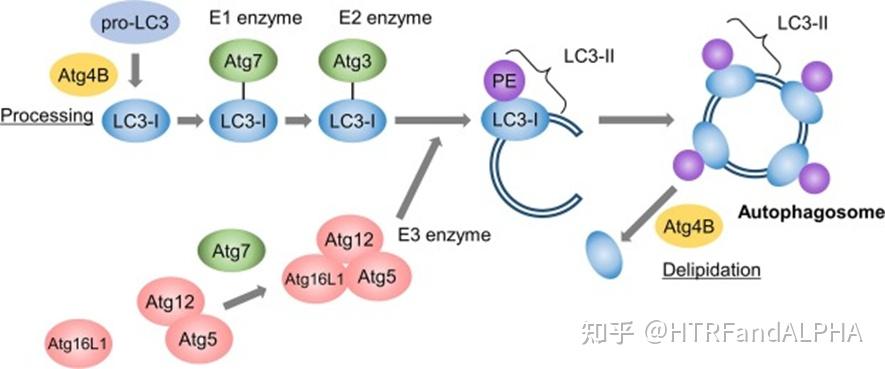 还在为WB检测LC3条带变幻无常而烦恼吗？细胞自噬靶点LC3B-II特异性检测-享受均相检测的自在！ - 知乎
