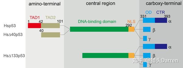 传奇抑癌基因P53的前世今生 - 知乎