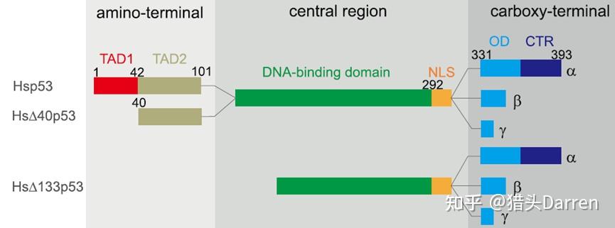 传奇抑癌基因P53的前世今生 - 知乎