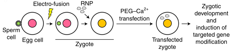 DNA-free基因组编辑技术任重而道远 - 知乎