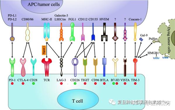 2022 ASCO｜黑色素瘤最值得期待研究盘点 - 知乎