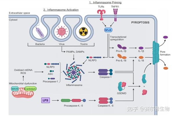 凋亡？坏死？自噬？焦亡？这15种细胞死亡你都清楚嘛？ - 知乎