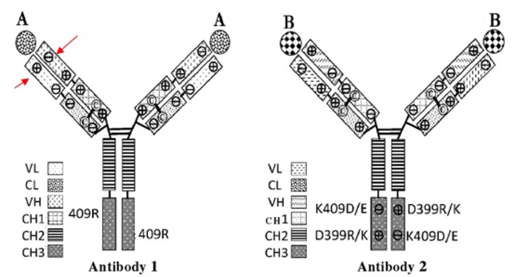 自研或引进，国内药企如何差异化布局双抗平台？ - 知乎