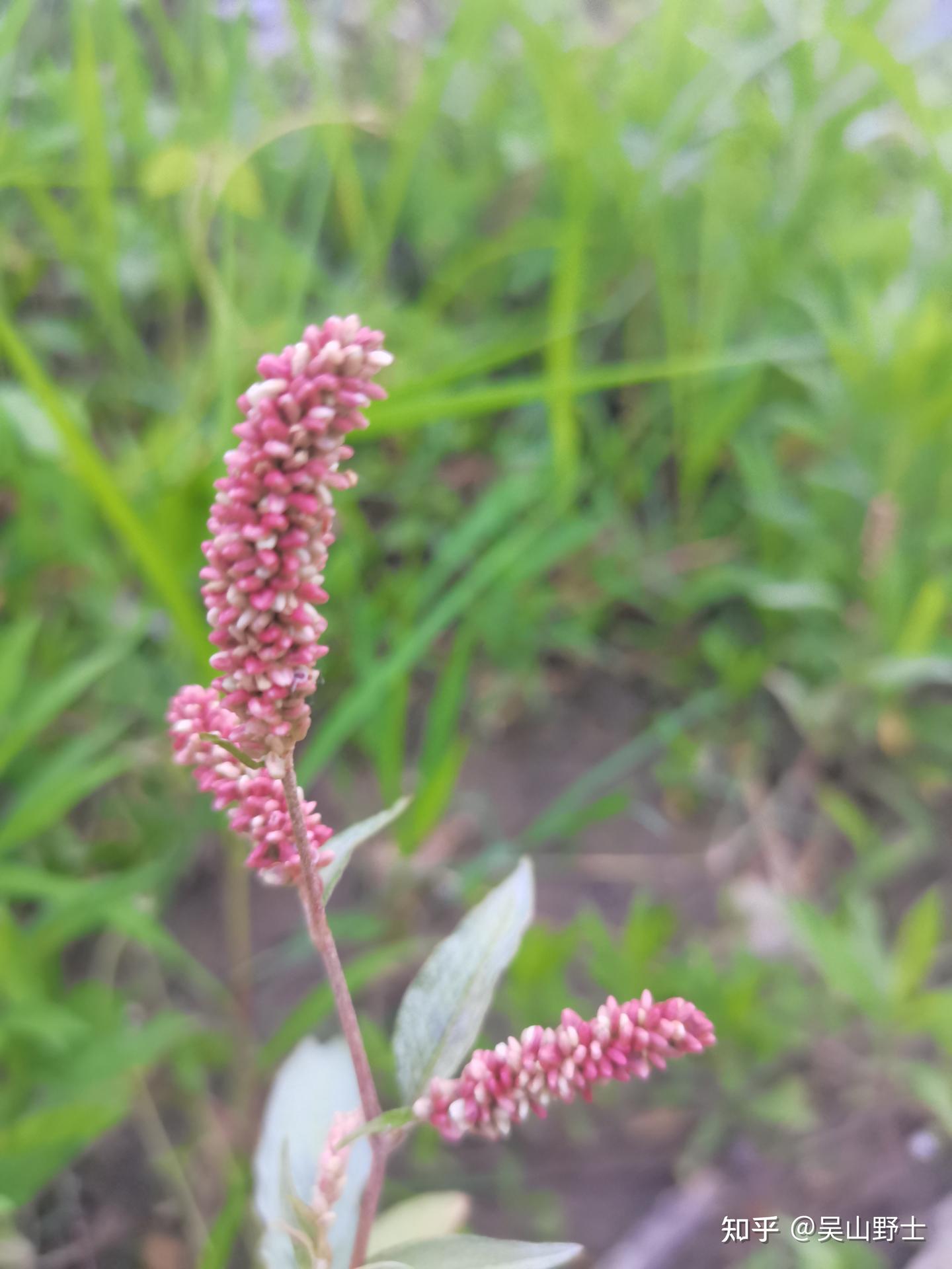 【七绝·水蓼】（平水韵） - 知乎