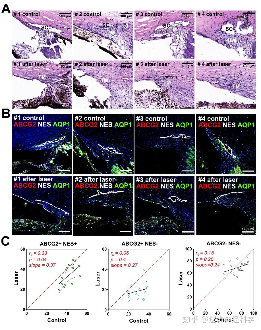 Cell Prolif︱青岛大学朱玮团队报道iPSCs来源小梁网细胞激活内源ABCG2+/NES+细胞增殖 - 知乎