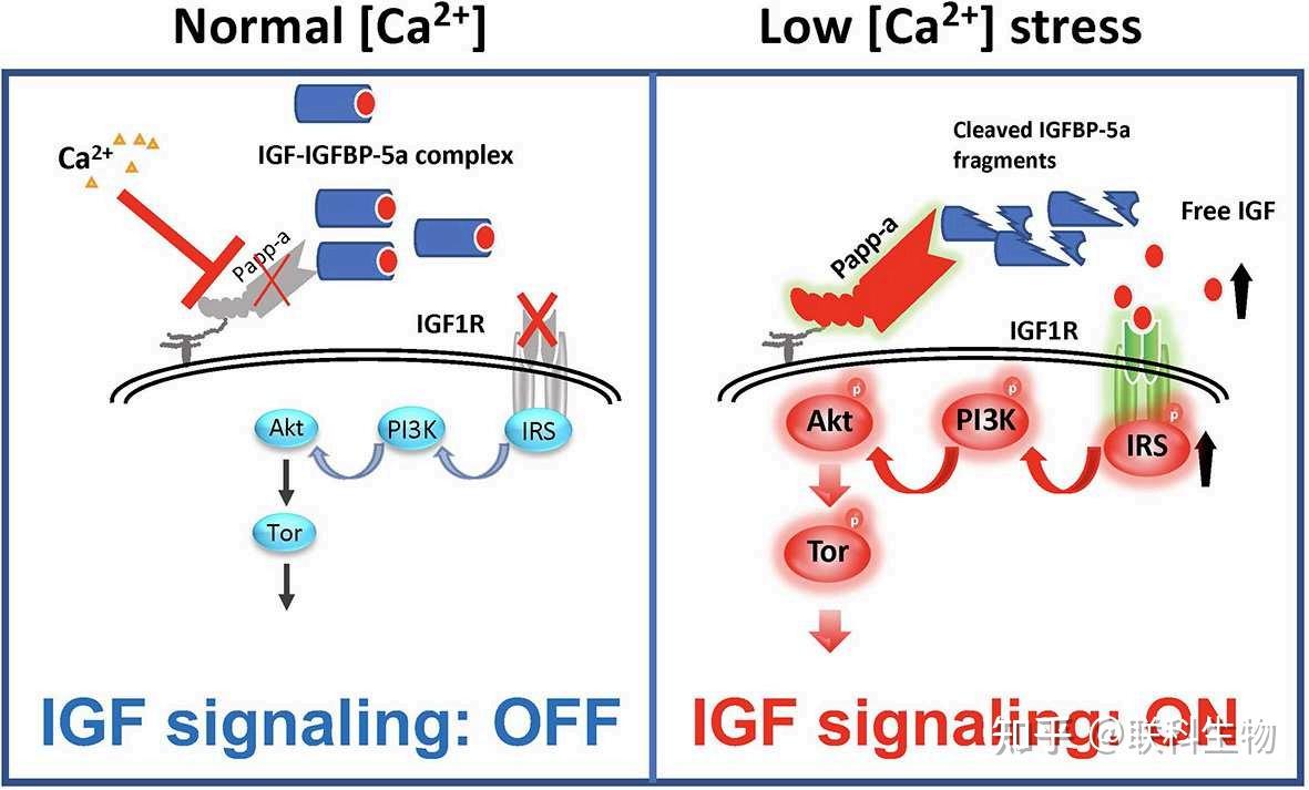 小鼠胰岛素样生长因子结合蛋白5（Mouse IGFBP-5） - 知乎