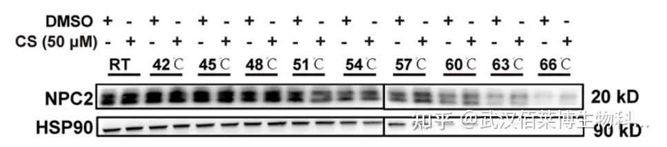 细胞热迁移技术(cell thermal shift assay, CETSA)鉴定蛋白与化合物结合 - 知乎