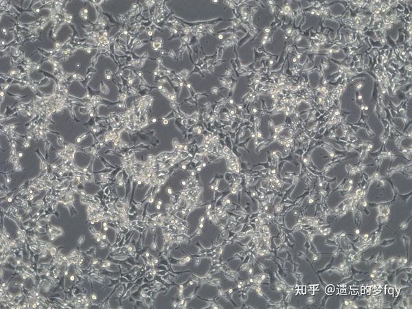 细胞形态之MLE-12 - 知乎