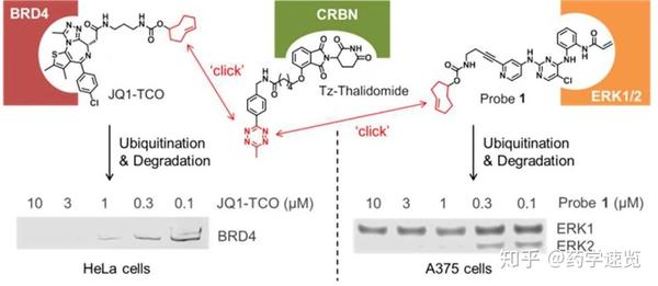 protac简要介绍 - 知乎