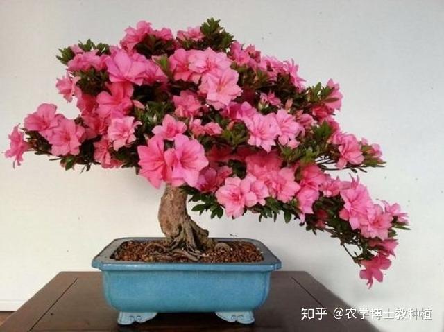 杜鹃花色绚丽、花叶皆美！掌握花期调控方式，一年四季都开花 - 知乎