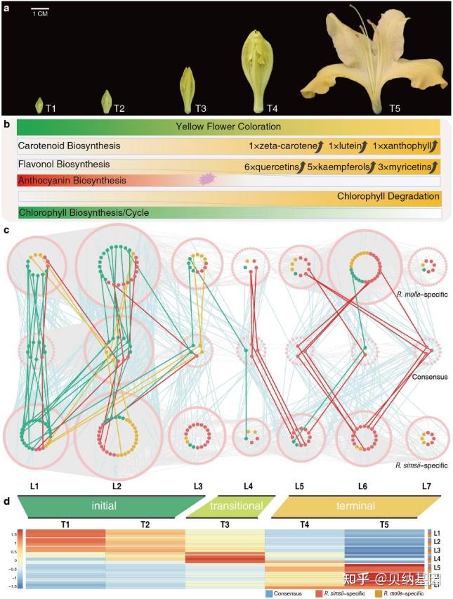 文献解读 | 园艺学顶刊Horticulture Research发表杜鹃gapless基因组及花色差异的多组学研究成果 - 知乎
