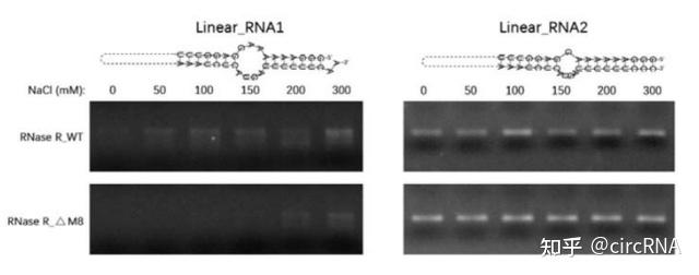 “下一代RNA疫苗”大门的关键之钥——RNase R - 知乎