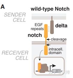 2016[Cell] 利用合成Notch受体（synNotch）定制细胞传感和反应行为 - 知乎