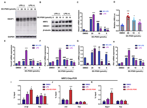 药理学顶刊丨一种有效的 PGK1 拮抗剂表明 PGK1 调节 IL-1 β和 IL-6 的产生 - 知乎