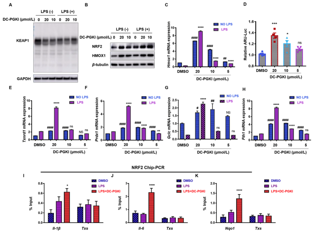 药理学顶刊丨一种有效的 PGK1 拮抗剂表明 PGK1 调节 IL-1 β和 IL-6 的产生 - 知乎